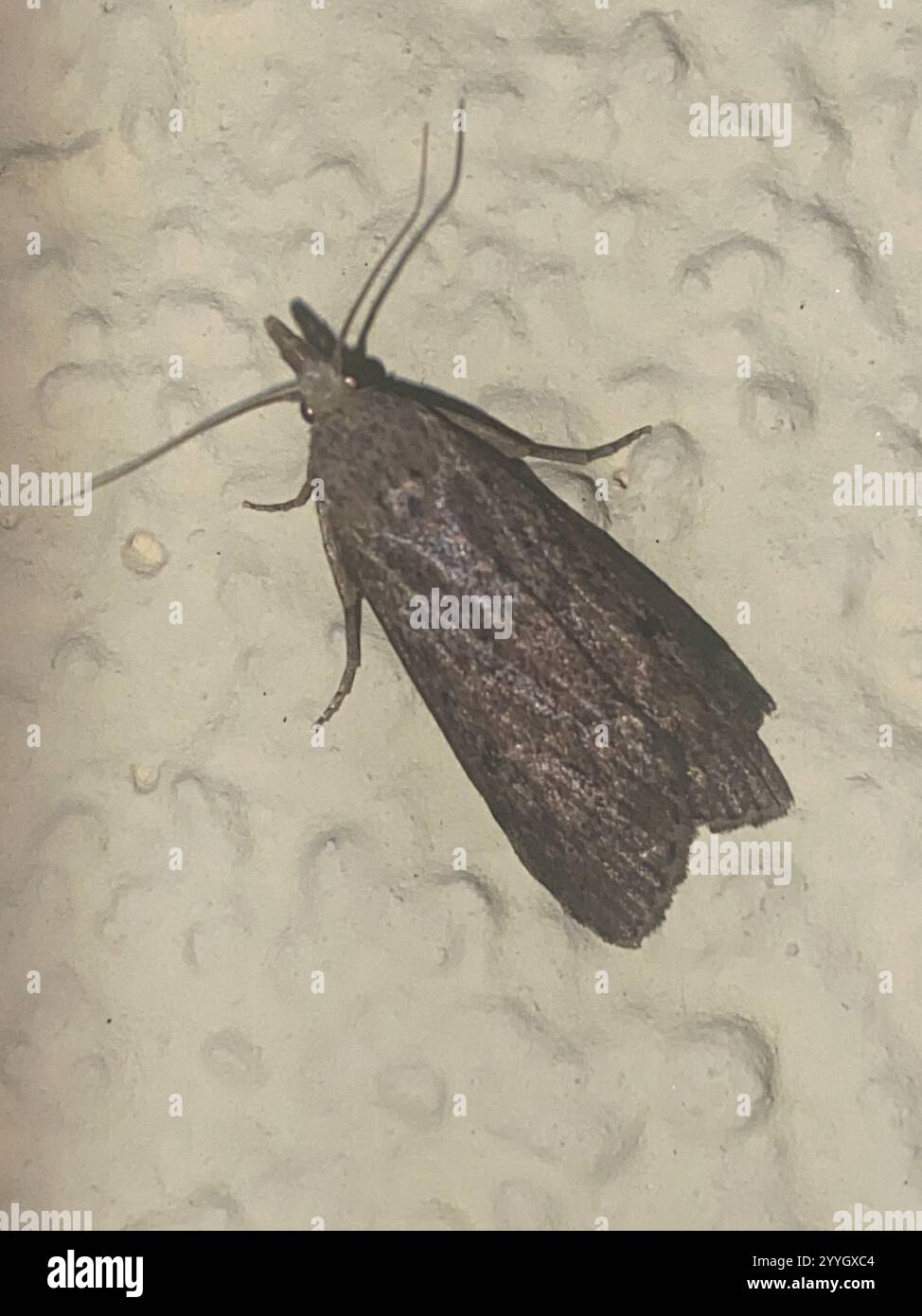 Bee Moth (Aphomia sociella Stock Photo - Alamy