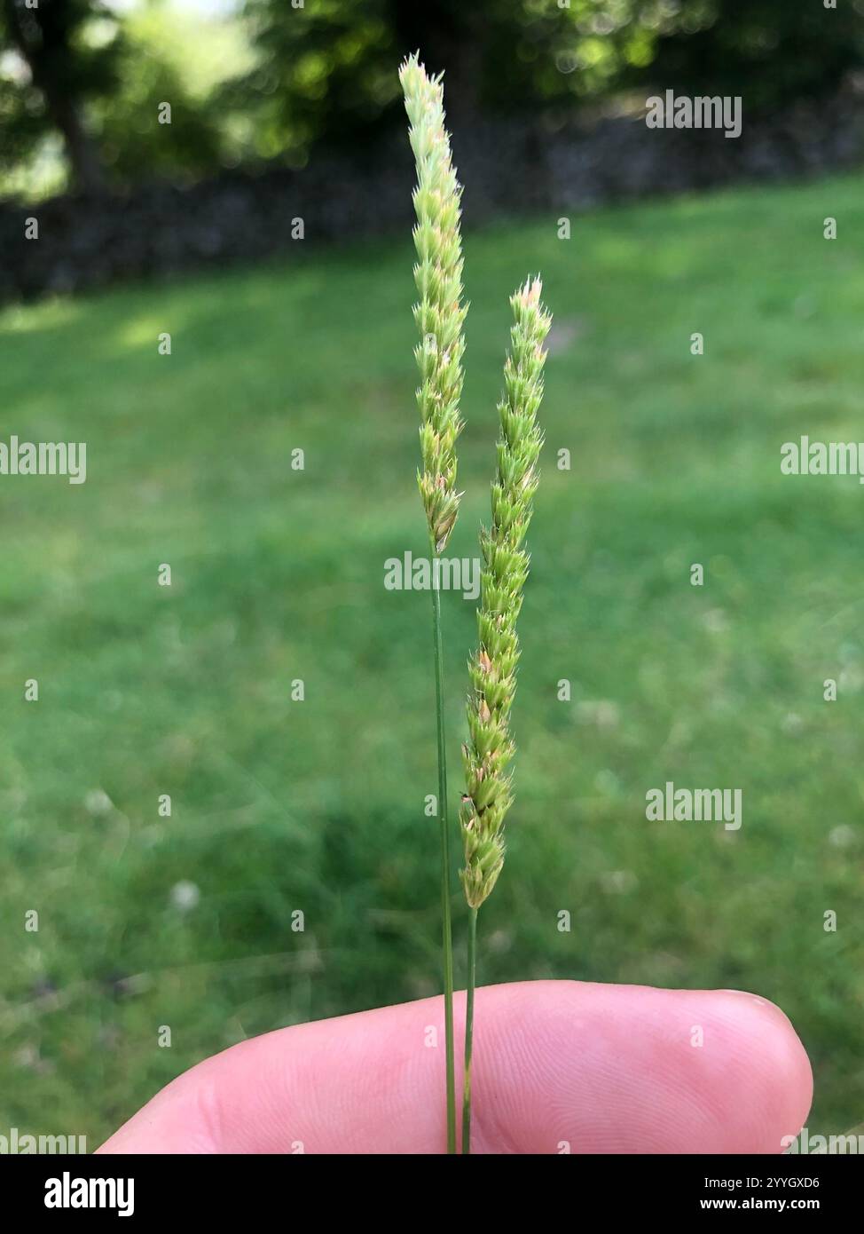 crested dogtail grass (Cynosurus cristatus Stock Photo - Alamy