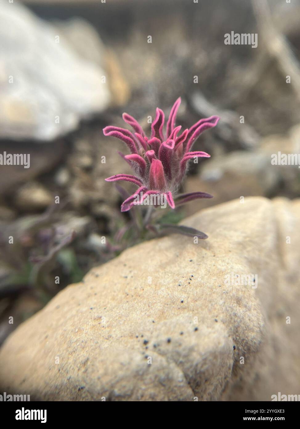 dwarf alpine Indian paintbrush (Castilleja nana Stock Photo - Alamy