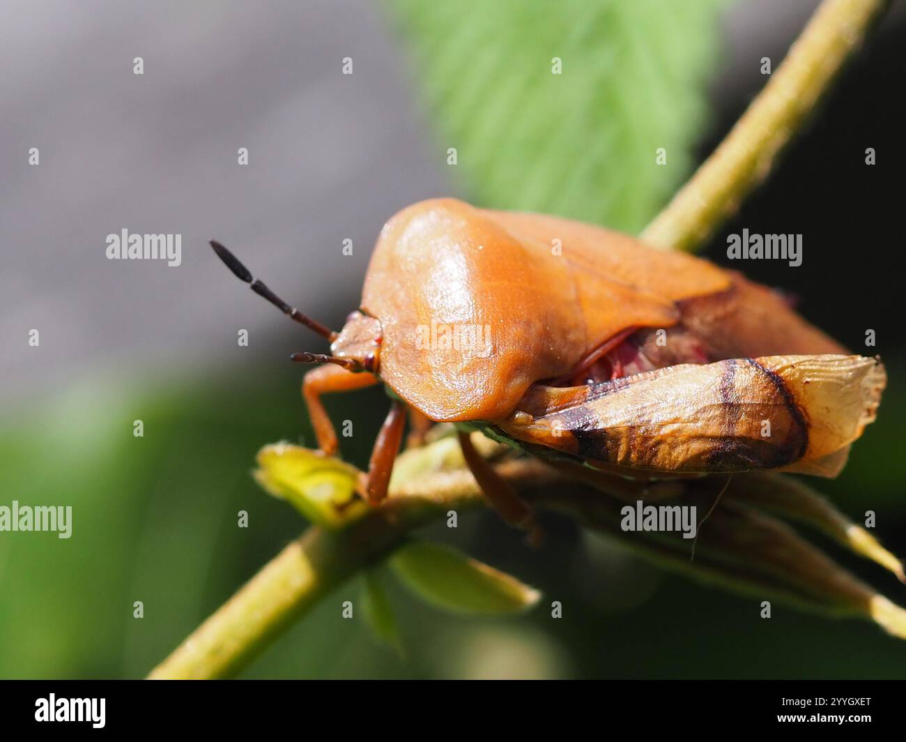 Lychee stink bug hi-res stock photography and images - Alamy