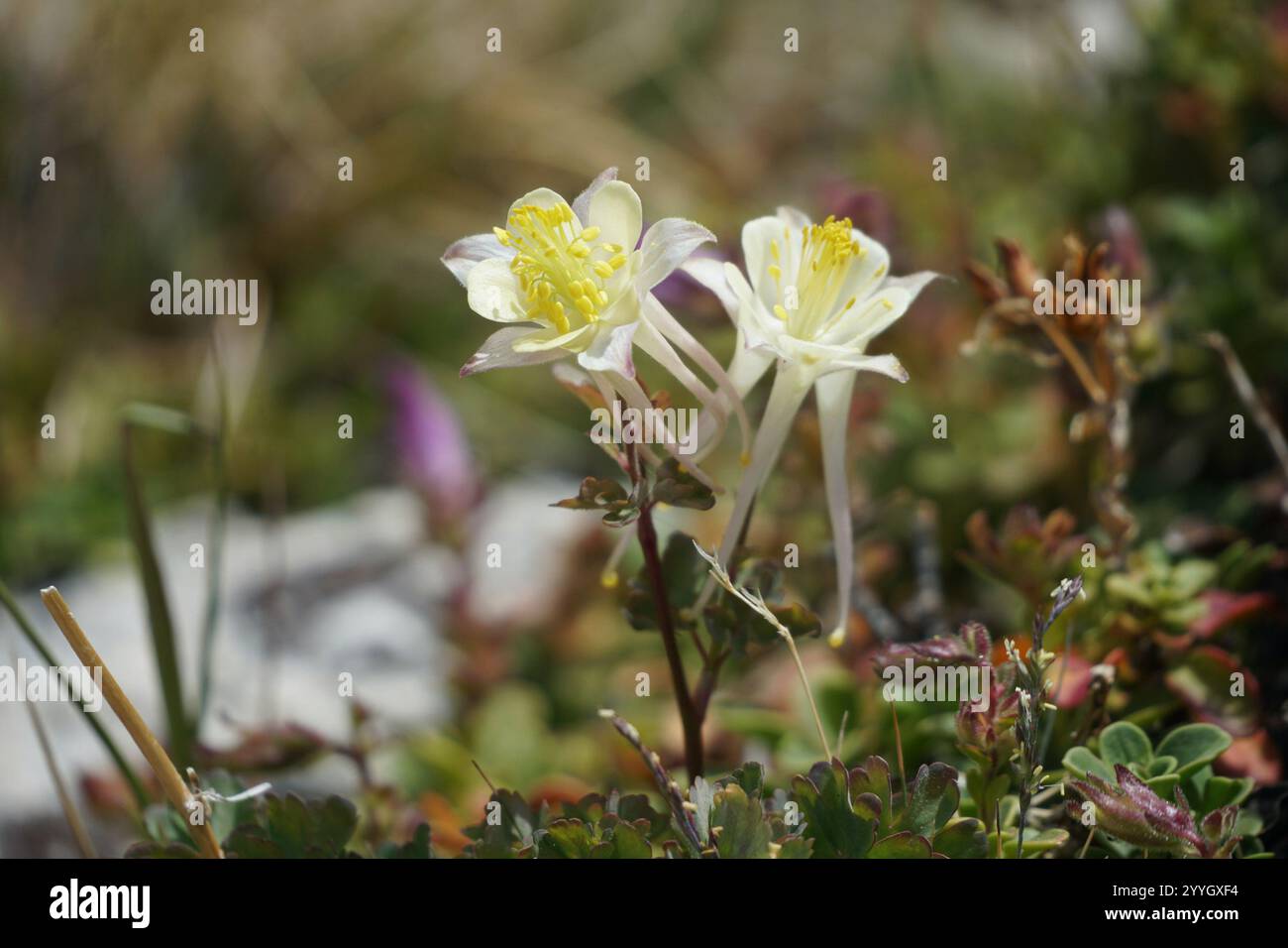Sierra columbine hi-res stock photography and images - Alamy