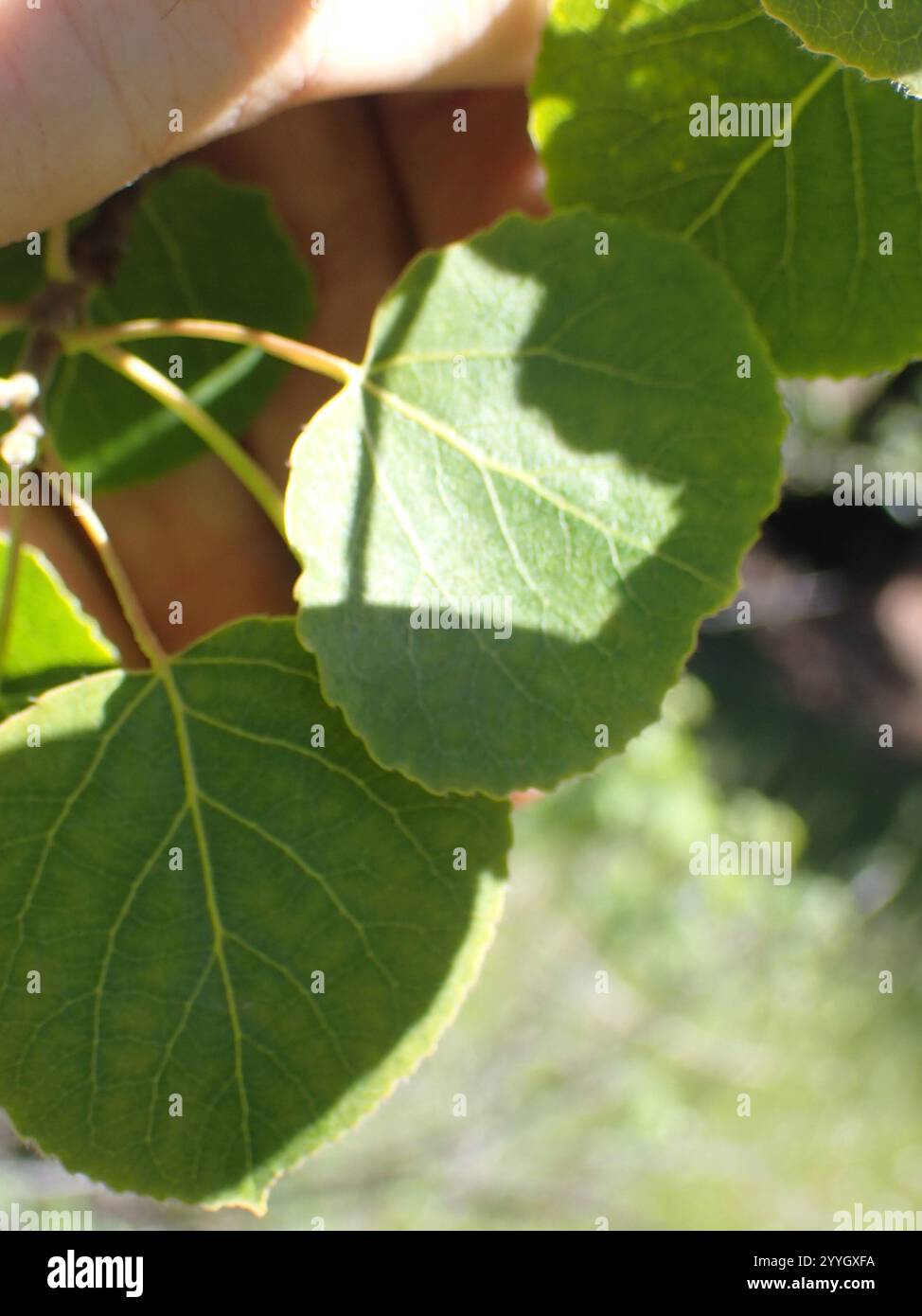 quaking aspen (Populus tremuloides Stock Photo - Alamy