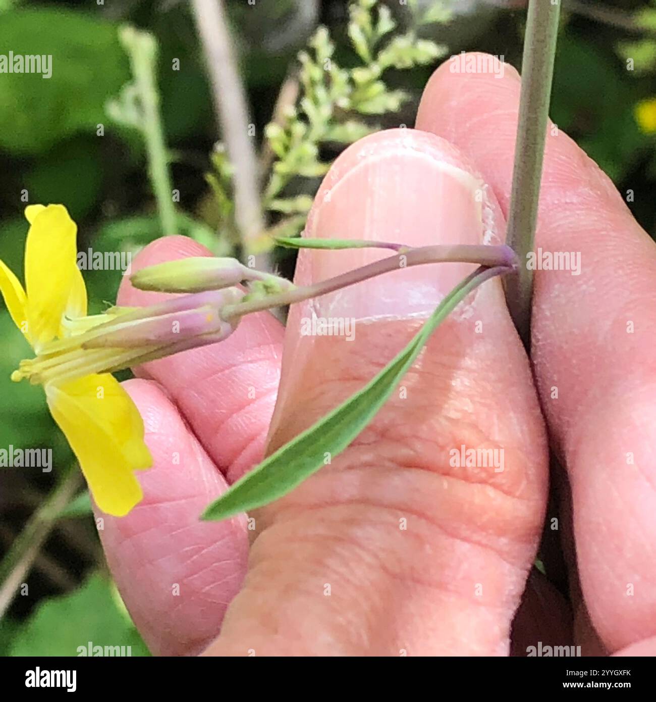 Perennial Wall-rocket (Diplotaxis tenuifolia Stock Photo - Alamy