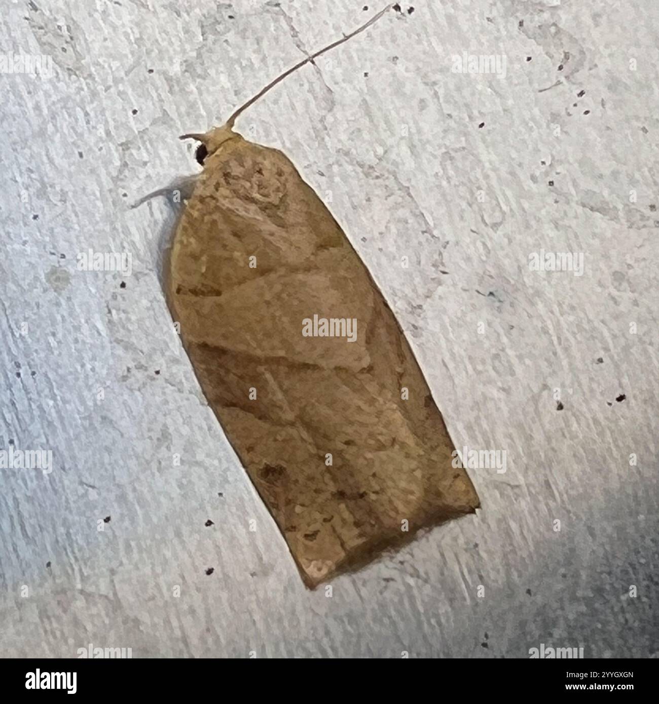 Woodgrain Leafroller Moth (Pandemis lamprosana Stock Photo - Alamy