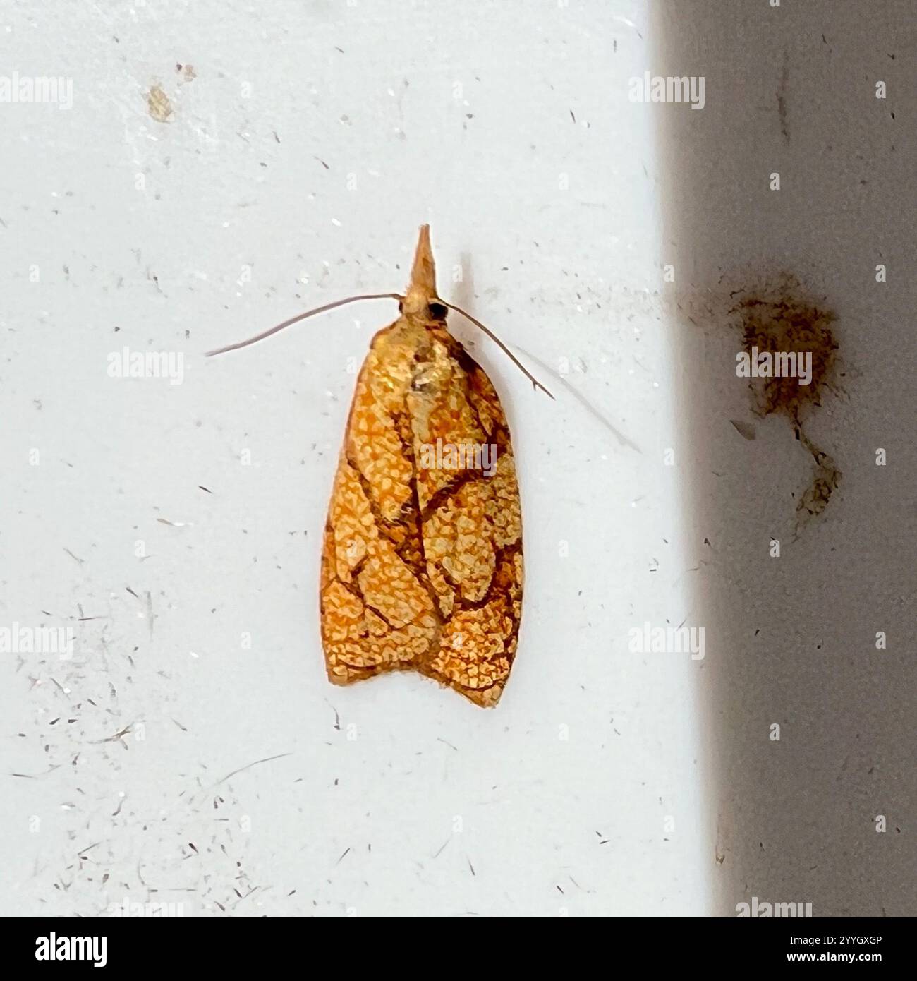 Reticulated Fruitworm Moth (Cenopis reticulatana Stock Photo - Alamy