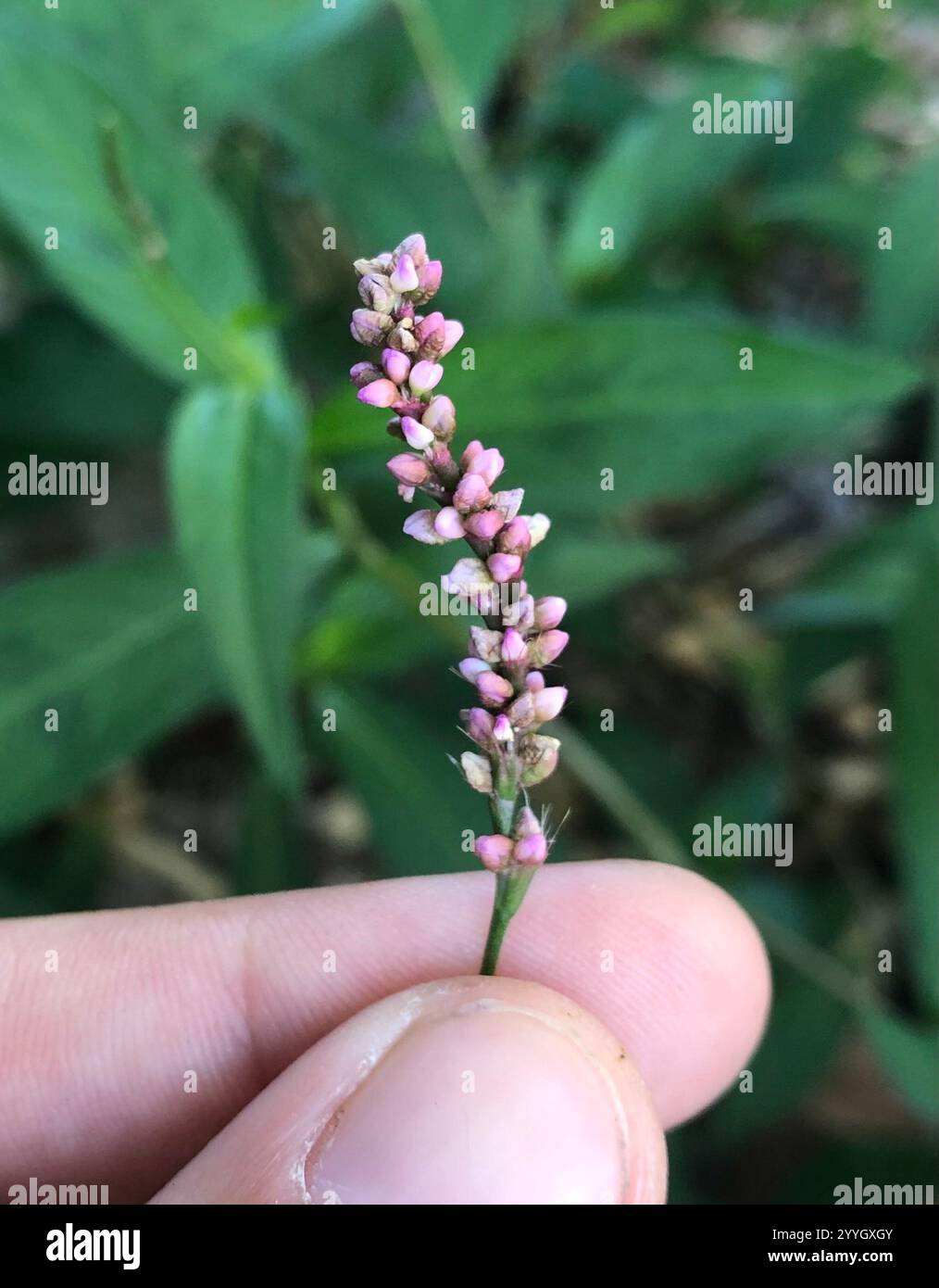 low smartweed (Persicaria longiseta Stock Photo - Alamy