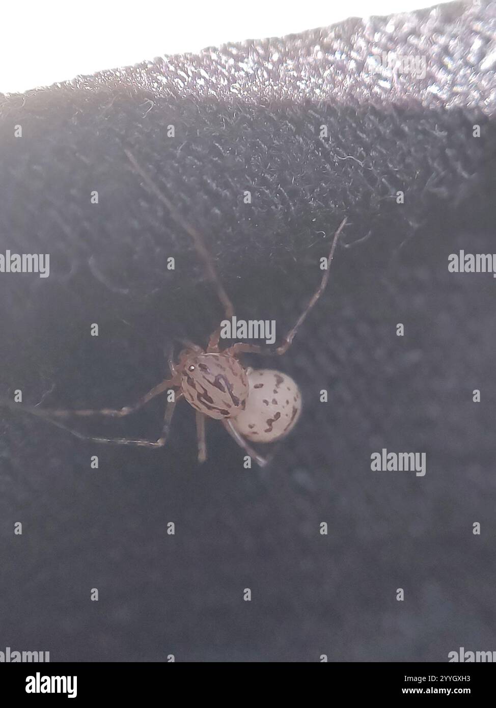 Common Spitting Spider (Scytodes thoracica Stock Photo - Alamy