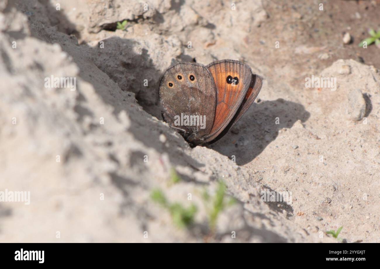 Common Alpine (Erebia epipsodea Stock Photo - Alamy