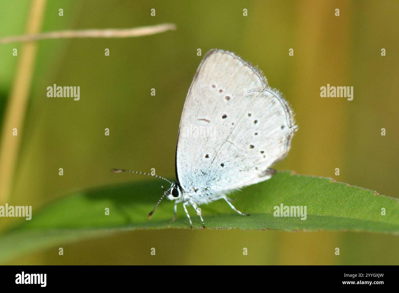 Provençal short-tailed blue (Cupido alcetas Stock Photo - Alamy