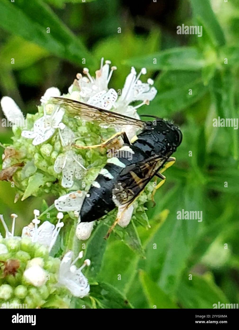 Four-banded Stink Bug Wasp (Bicyrtes quadrifasciatus Stock Photo - Alamy