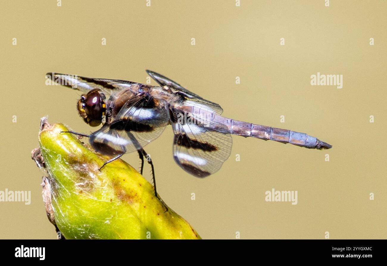 Twelve-spotted Skimmer (Libellula pulchella Stock Photo - Alamy