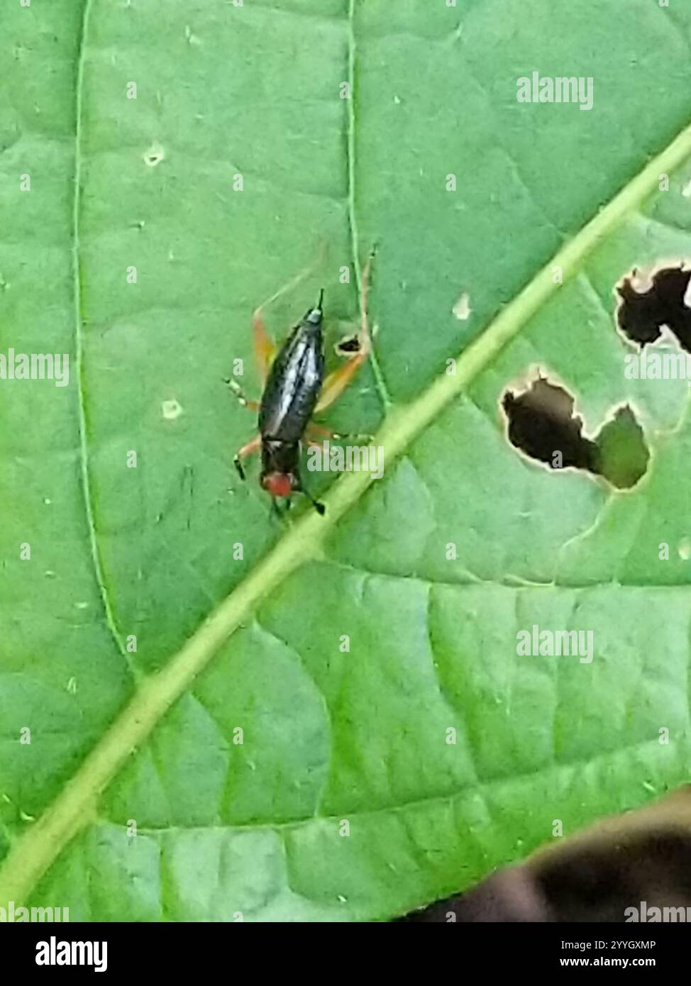 Trigs and Sword-tailed Crickets (Trigonidiinae Stock Photo - Alamy