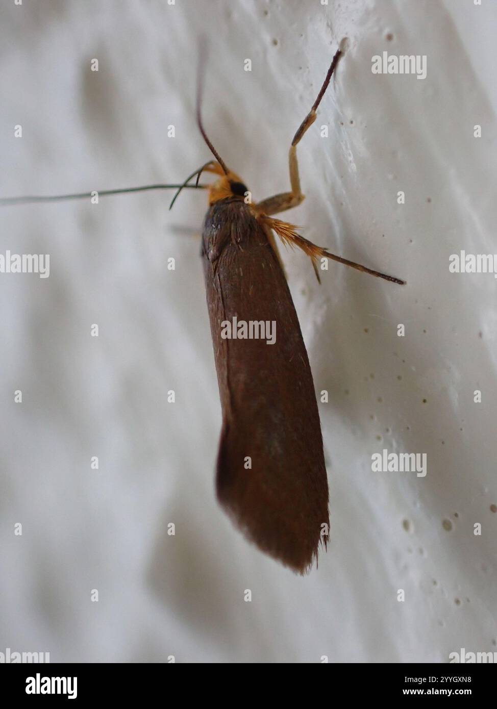 Golden-brown Tubic (Crassa unitella Stock Photo - Alamy