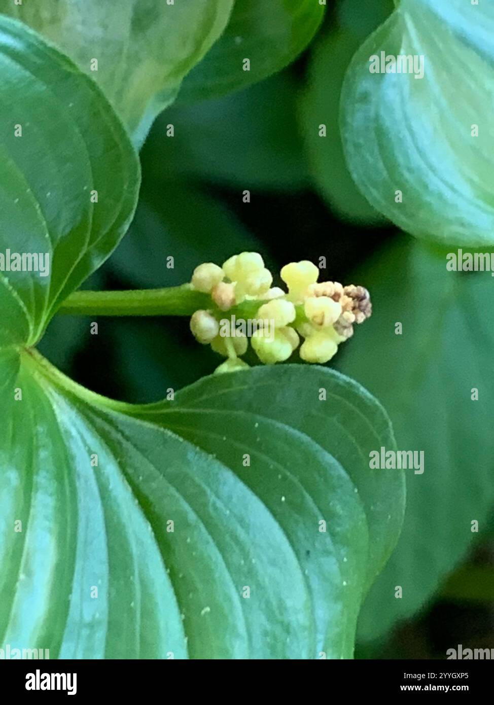 Western Lily of the Valley (Maianthemum dilatatum Stock Photo - Alamy