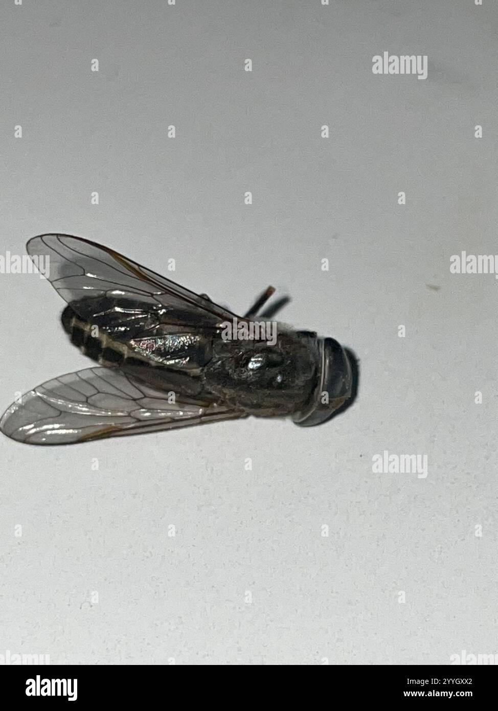 True Horse Flies (Tabanus Stock Photo - Alamy