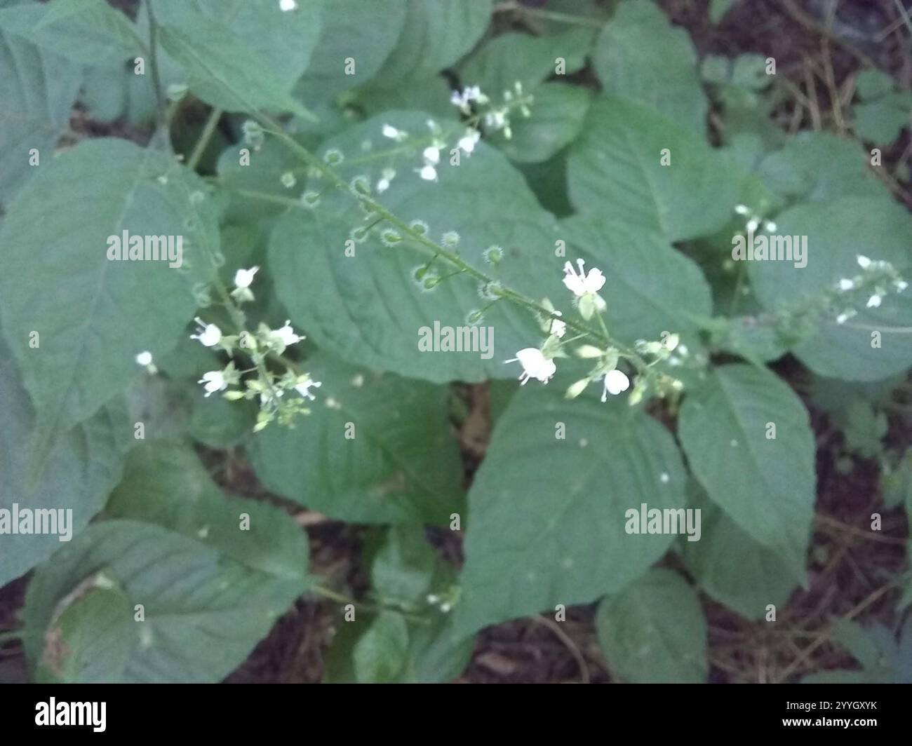 enchanter's-nightshade (Circaea lutetiana Stock Photo - Alamy