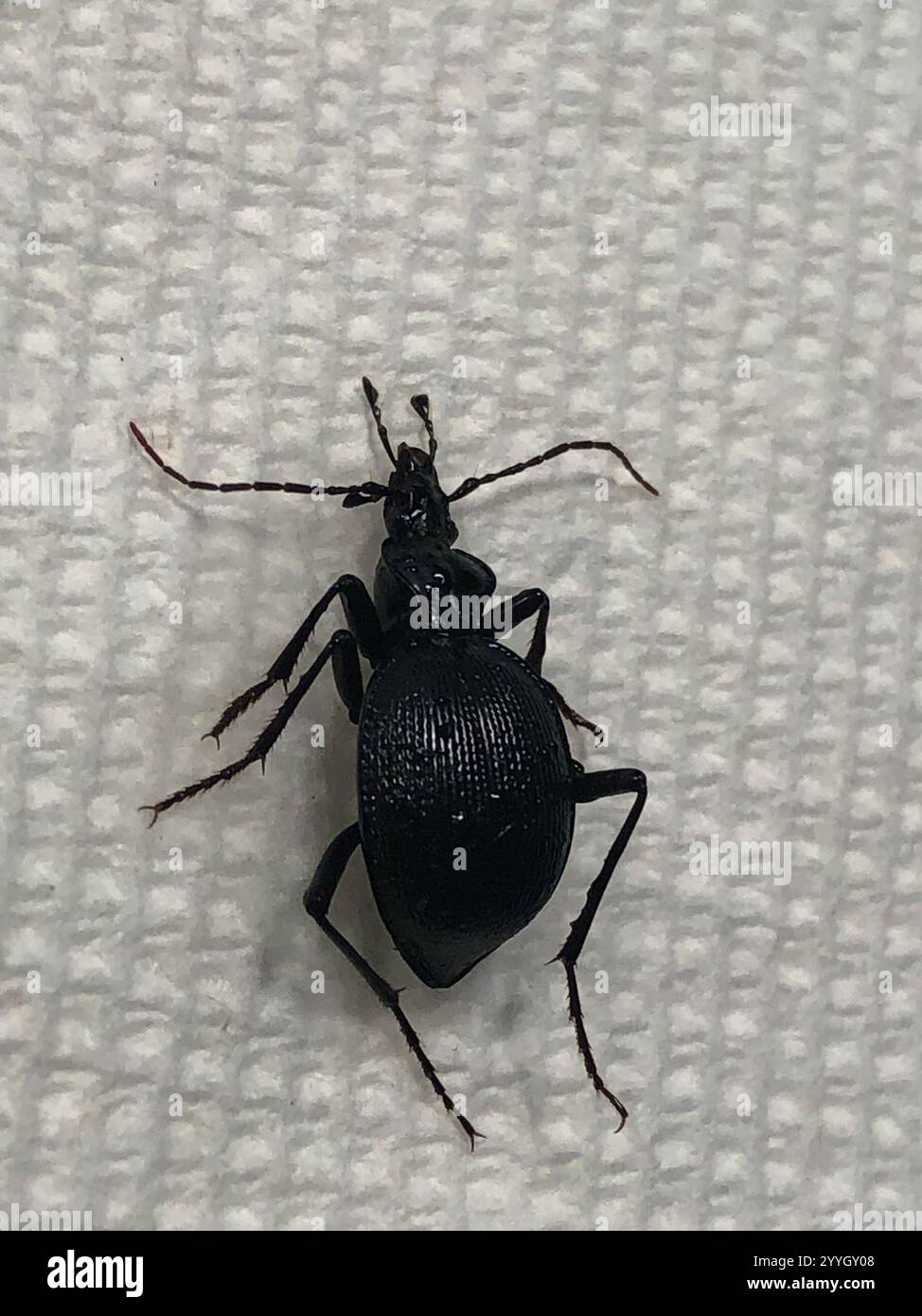 Menetries' Snail-eating Beetle (Scaphinotus interruptus Stock Photo - Alamy