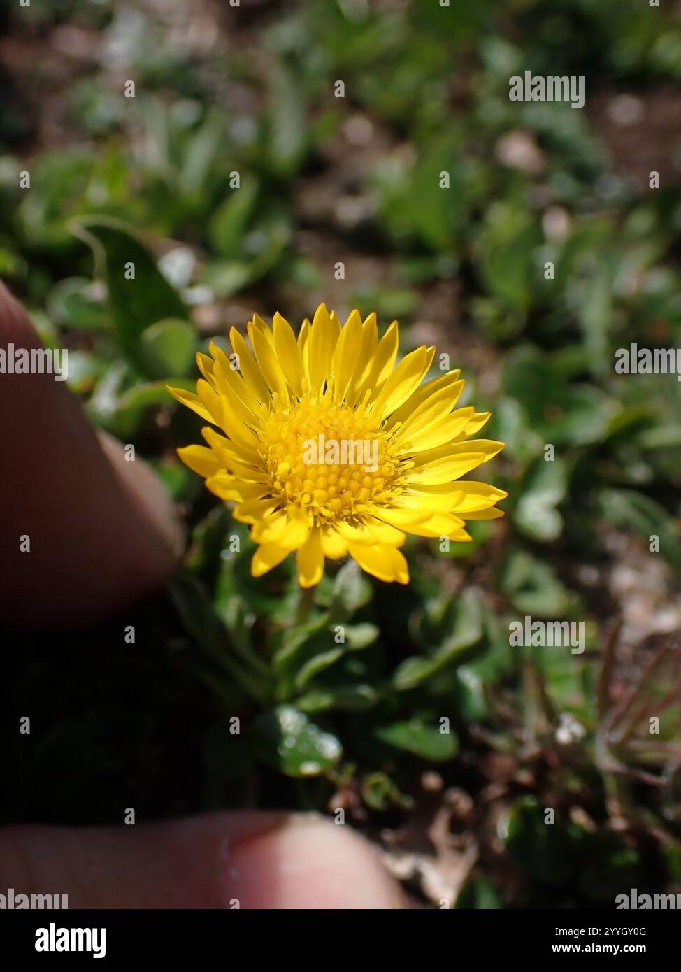 Alpine Yellow Fleabane (Erigeron aureus Stock Photo - Alamy