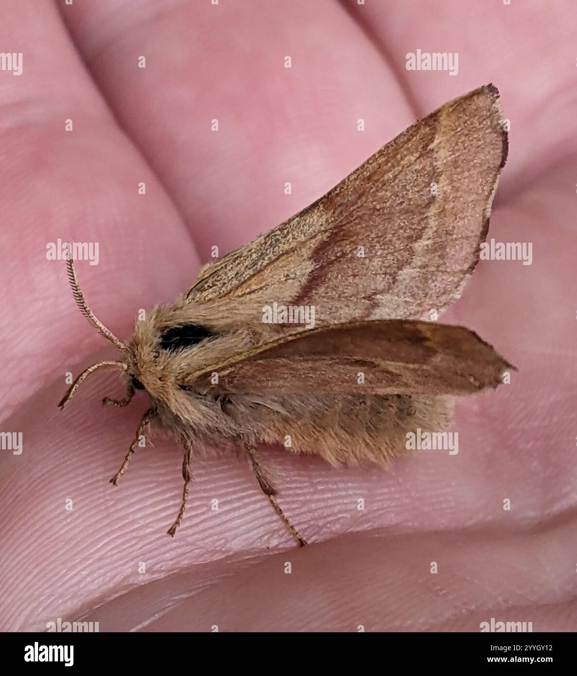 Forest Tent Caterpillar Moth (Malacosoma disstria Stock Photo - Alamy