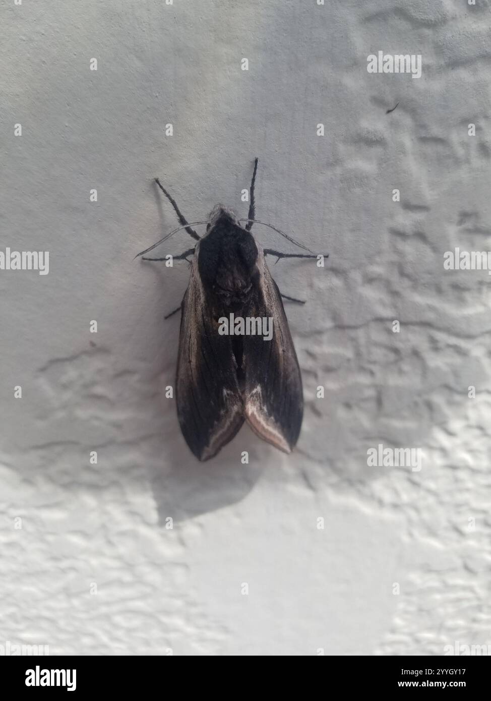 Wild Cherry Sphinx (Sphinx drupiferarum Stock Photo - Alamy