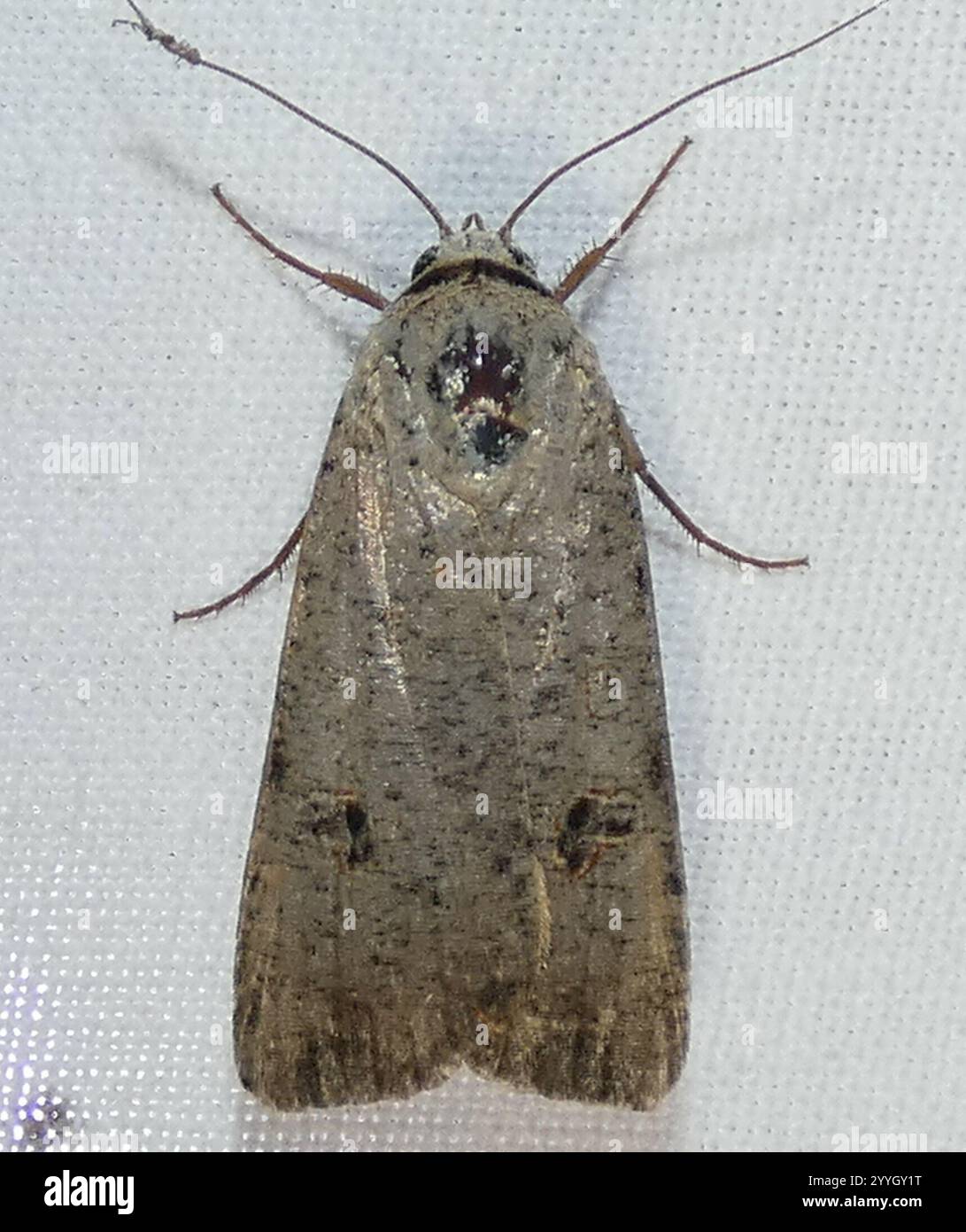 Green Cutworm Moth (Anicla infecta Stock Photo - Alamy