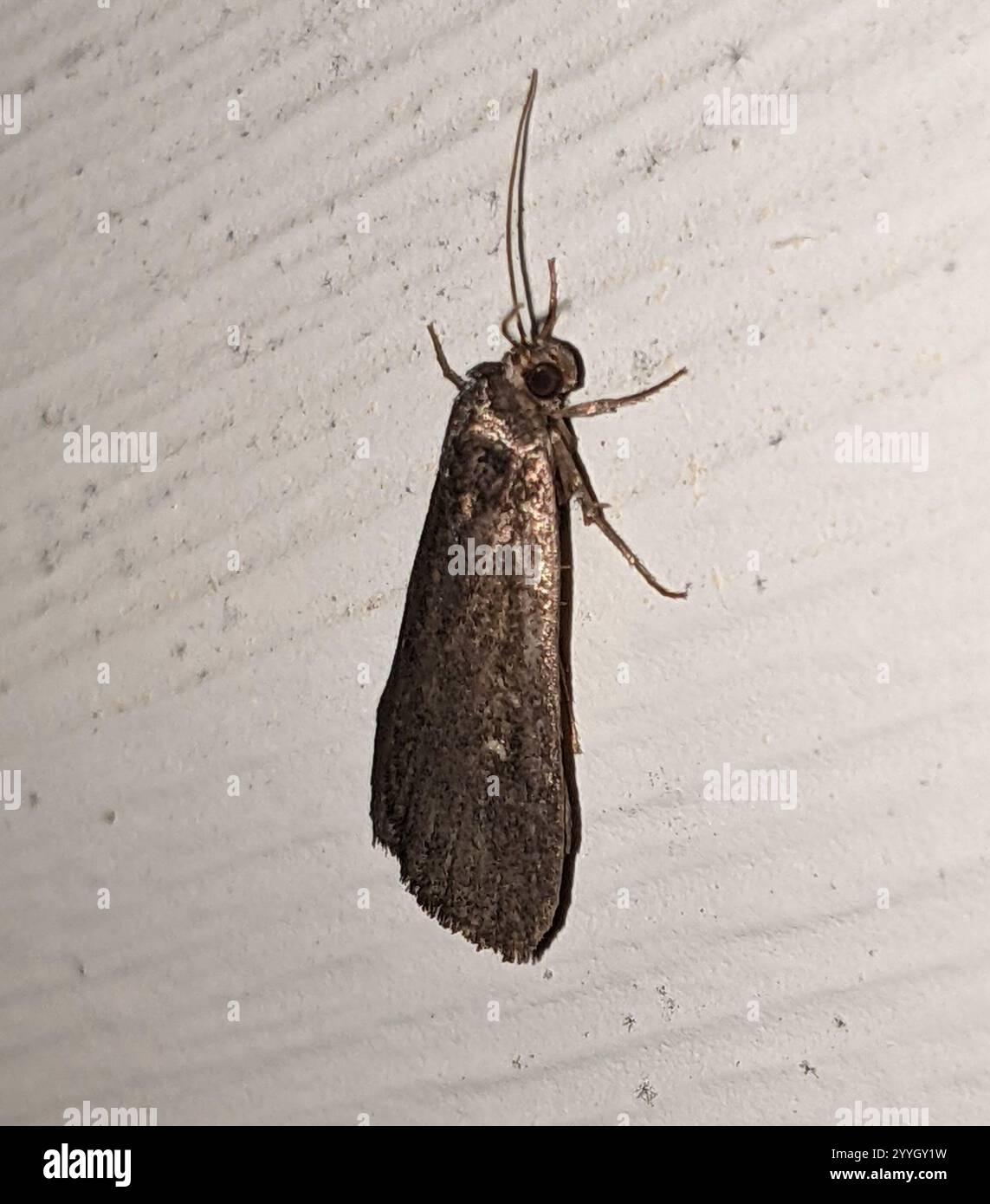 Miranda Moth (Proxenus miranda Stock Photo - Alamy