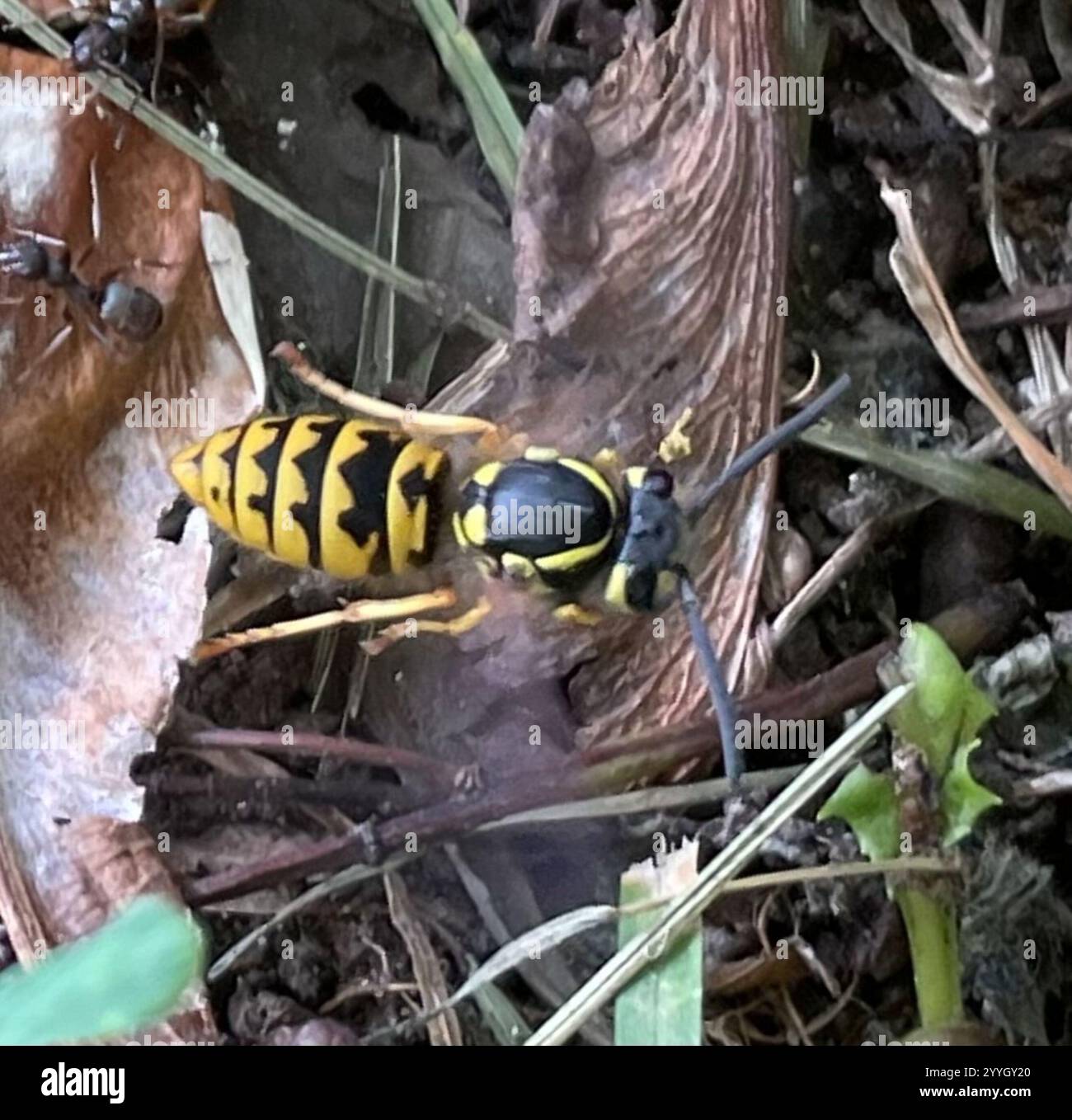 Ground Yellowjackets (Vespula Stock Photo - Alamy