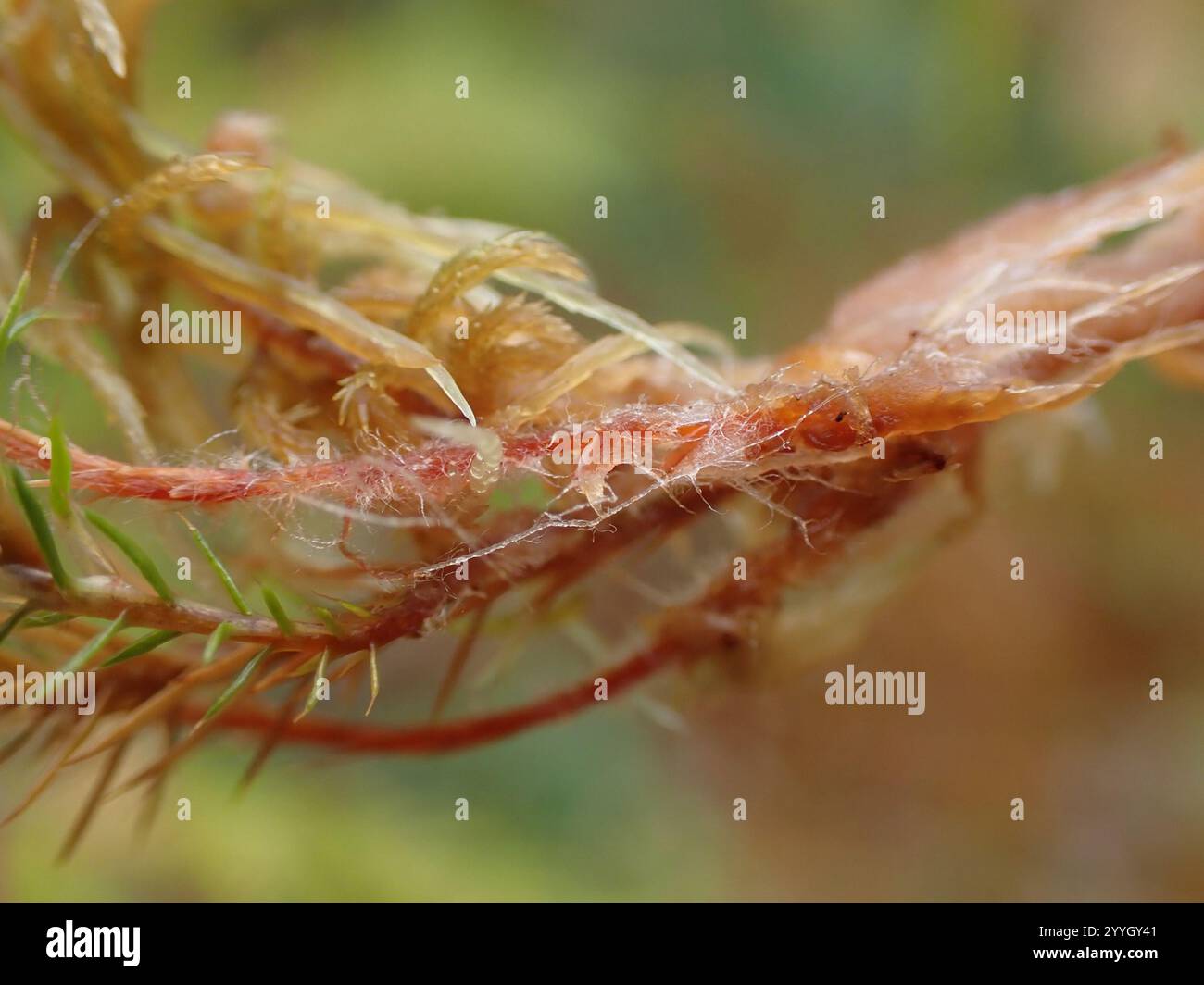 Bog Haircap Moss (Polytrichum strictum Stock Photo - Alamy