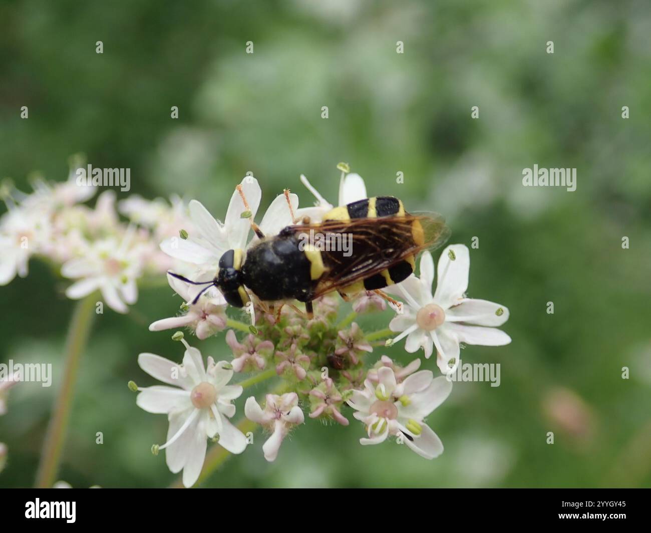 Clubbed General (Stratiomys chamaeleon Stock Photo - Alamy