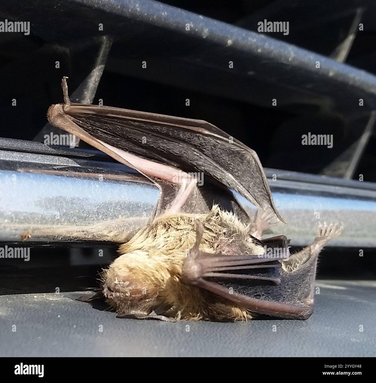 Mouse-eared Bats (Myotis Stock Photo - Alamy