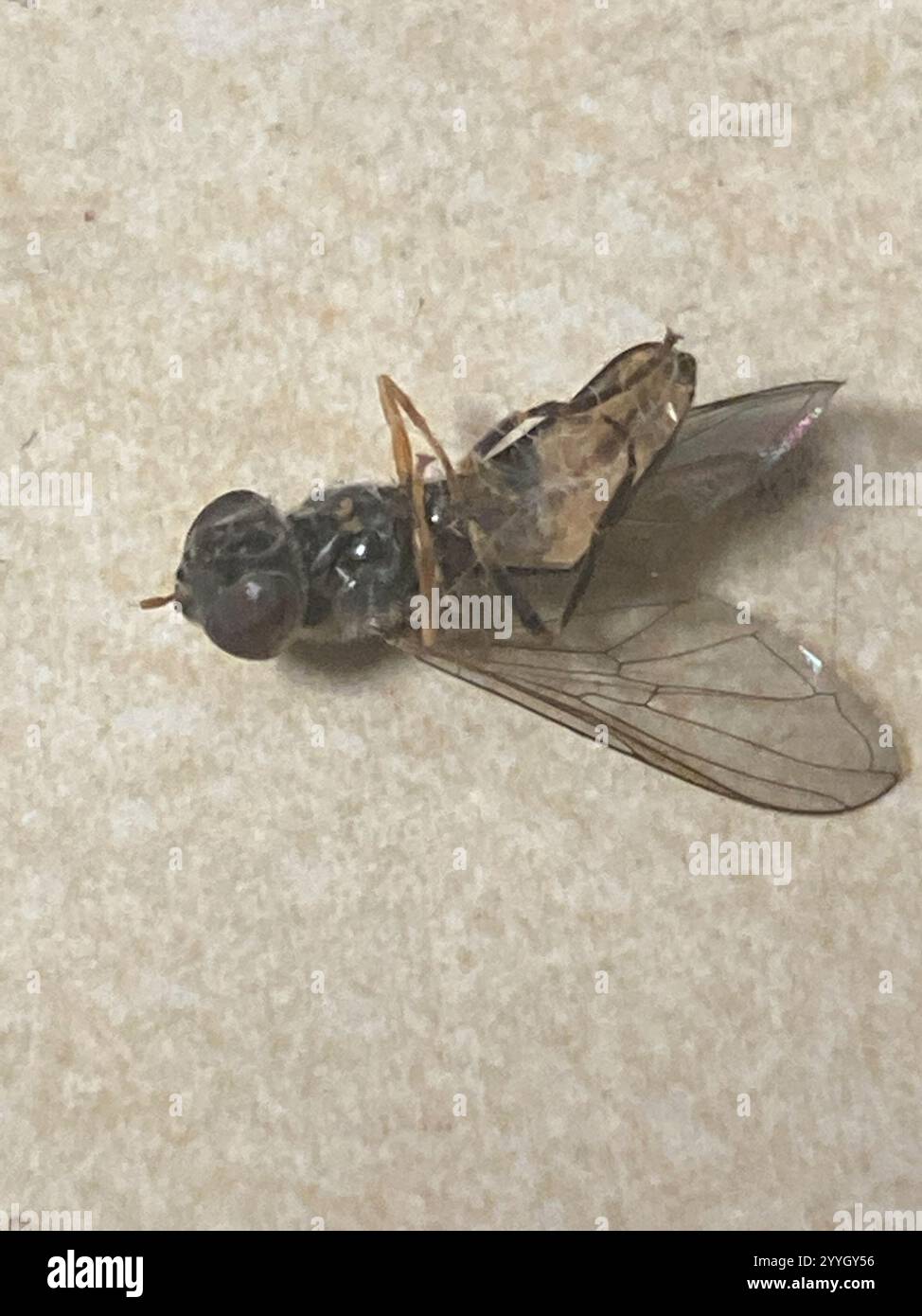 Typical Hover Flies (Syrphinae Stock Photo - Alamy