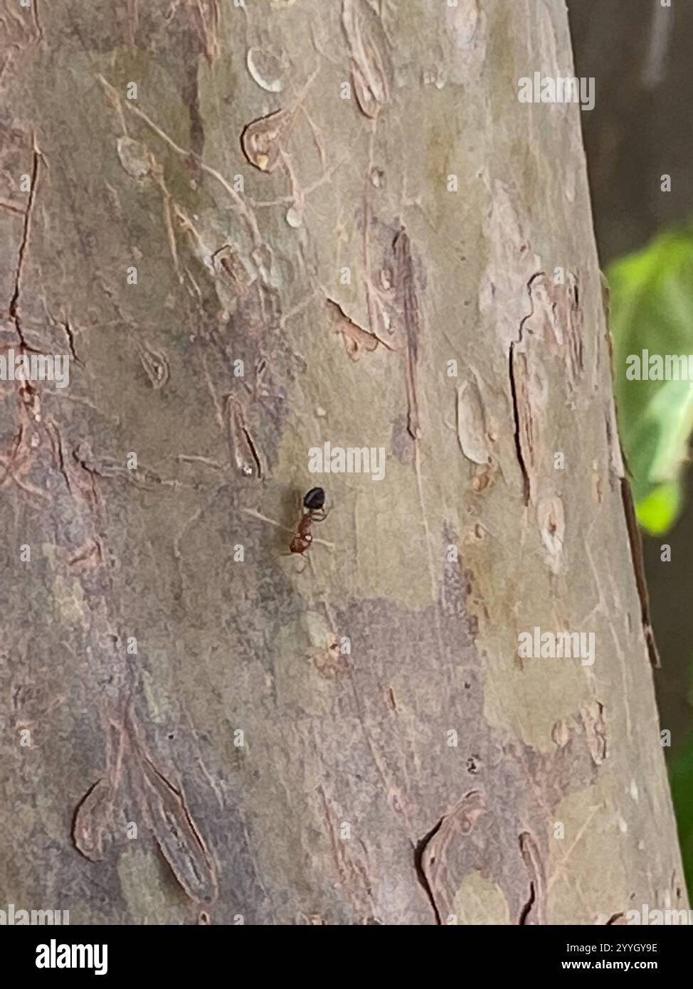 Shiny Acrobat Ant (Crematogaster laeviuscula Stock Photo - Alamy