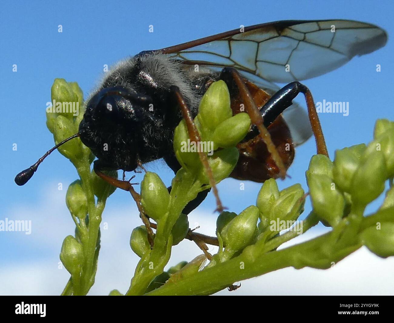 Giant Birch Sawfly (Trichiosoma triangulum Stock Photo - Alamy