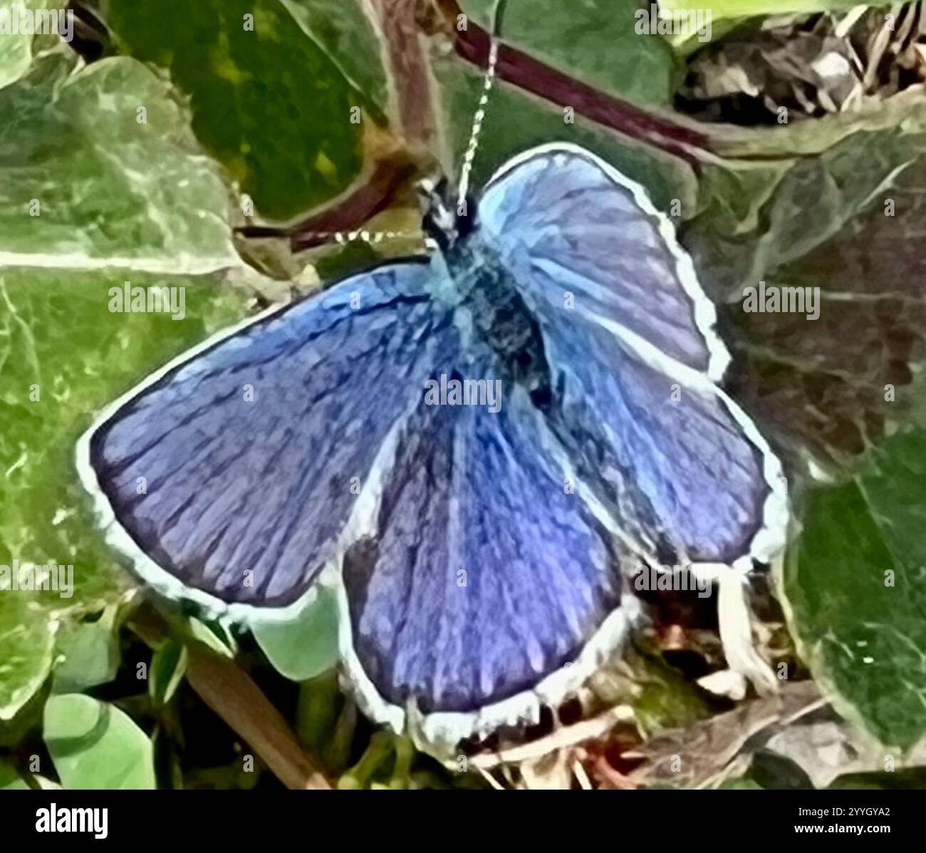 Northern Blue (Plebejus idas Stock Photo - Alamy