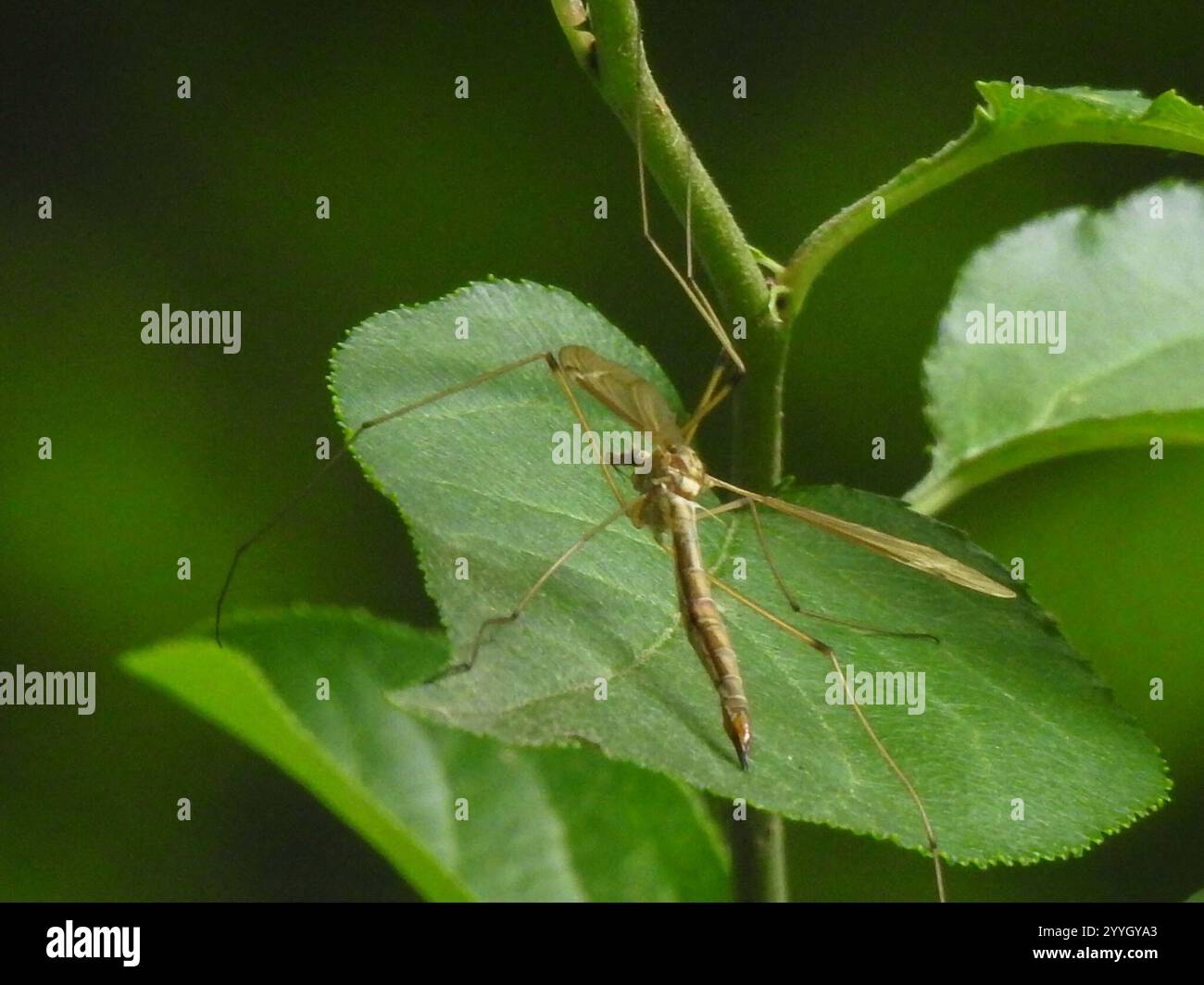 Typical Crane Flies (Tipuloidea Stock Photo - Alamy
