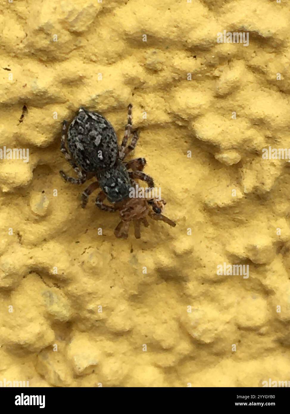 Attulus pubescens hi-res stock photography and images - Alamy