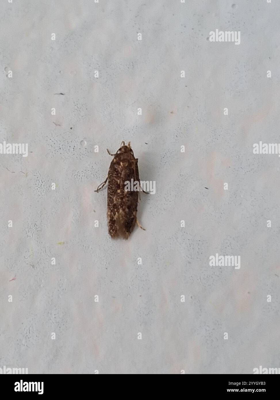 Dark Groundling (Bryotropha affinis Stock Photo - Alamy