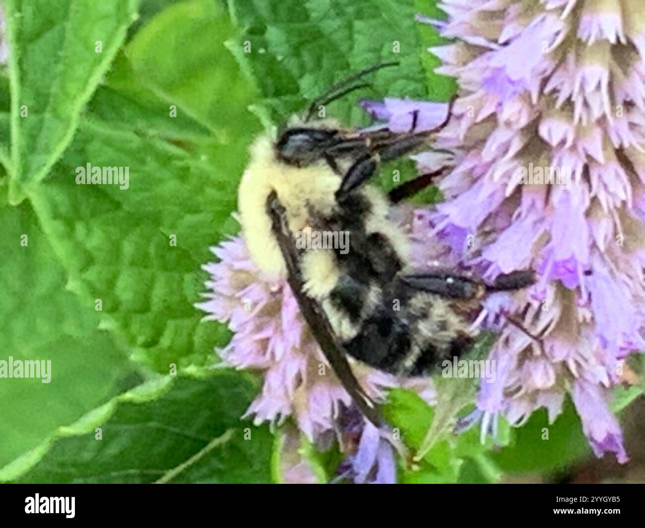 Two-spotted Bumble Bee (Bombus bimaculatus Stock Photo - Alamy