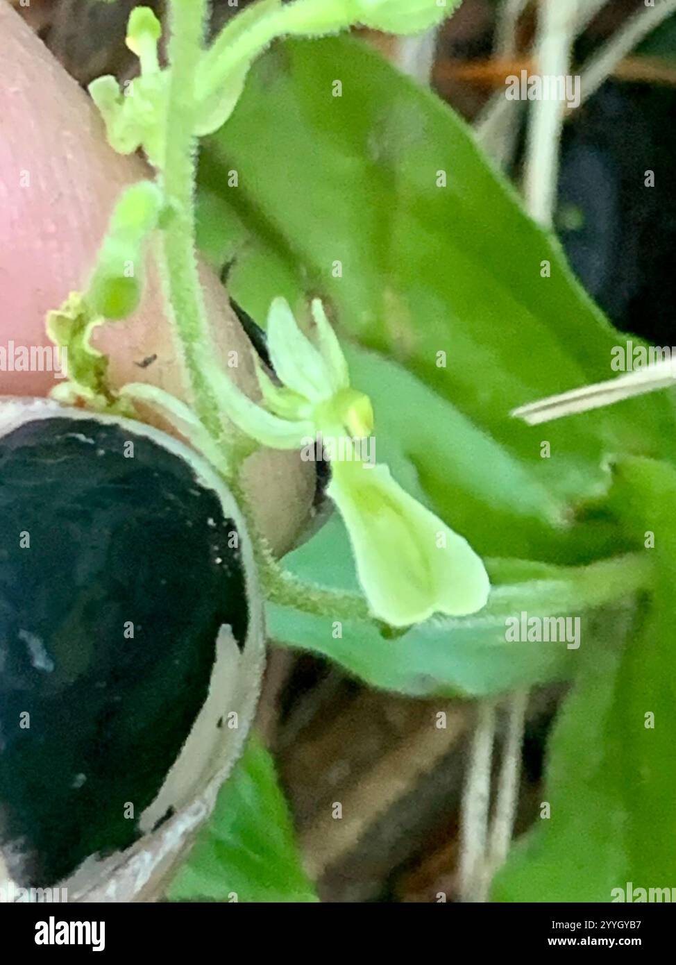 Broad-lipped Twayblade (Neottia convallarioides Stock Photo - Alamy