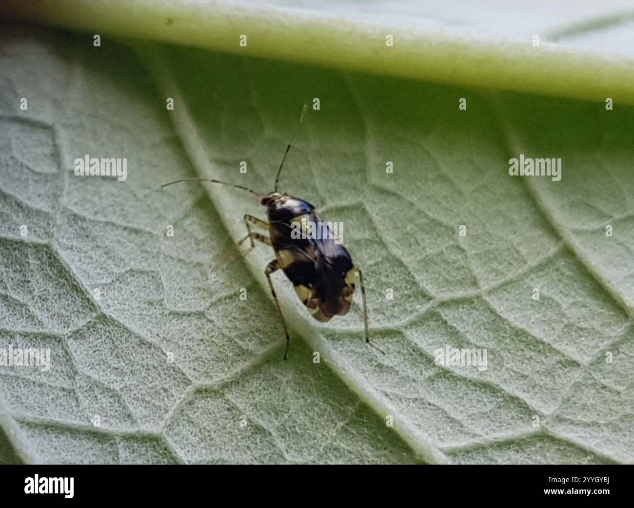 Three Spotted Nettle Bug (Liocoris tripustulatus Stock Photo - Alamy