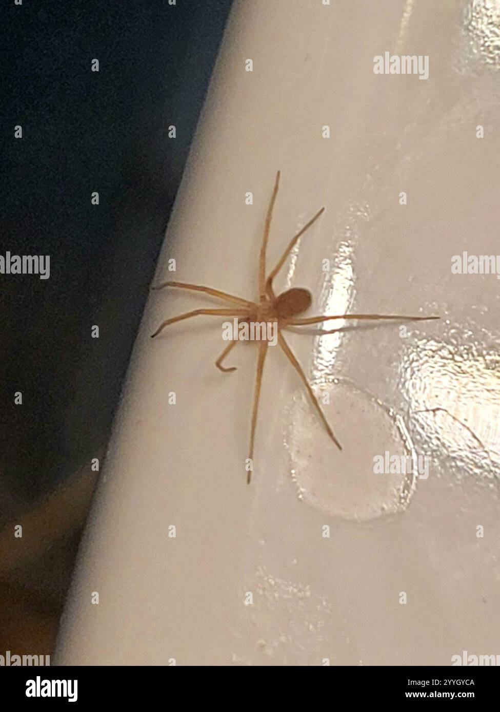 Mediterranean recluse (Loxosceles rufescens Stock Photo - Alamy