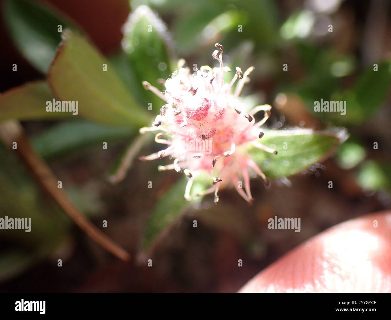 arctic willow (Salix arctica Stock Photo - Alamy