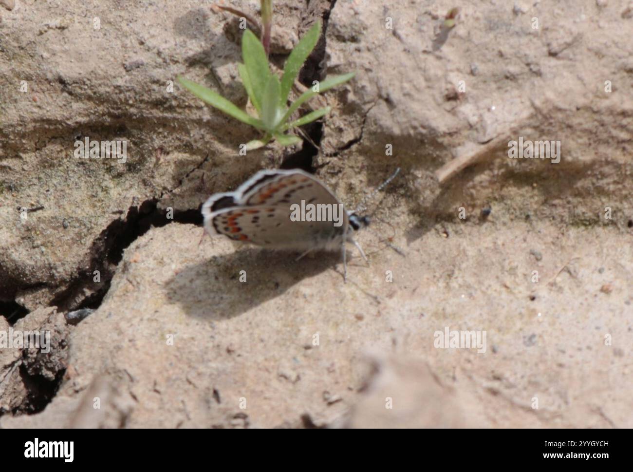 Plebejus anna hi-res stock photography and images - Alamy