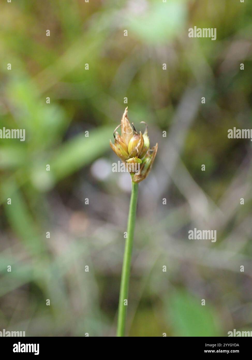 creeping sedge (Carex chordorrhiza Stock Photo - Alamy