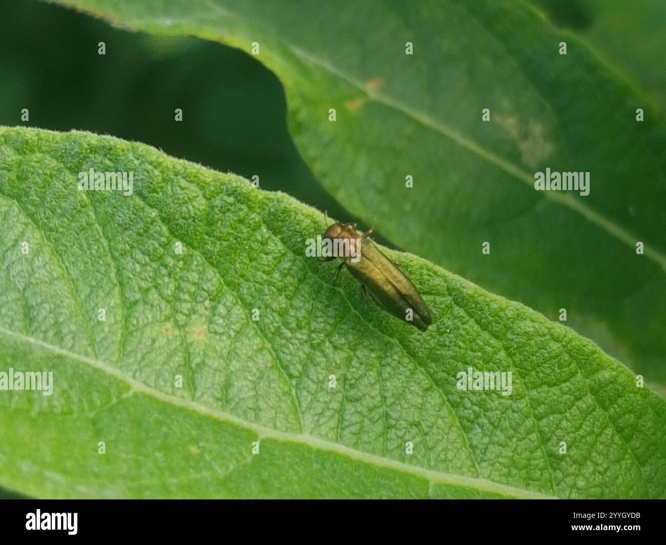 Flatheaded Wood Borer (Agrilus viridis Stock Photo - Alamy