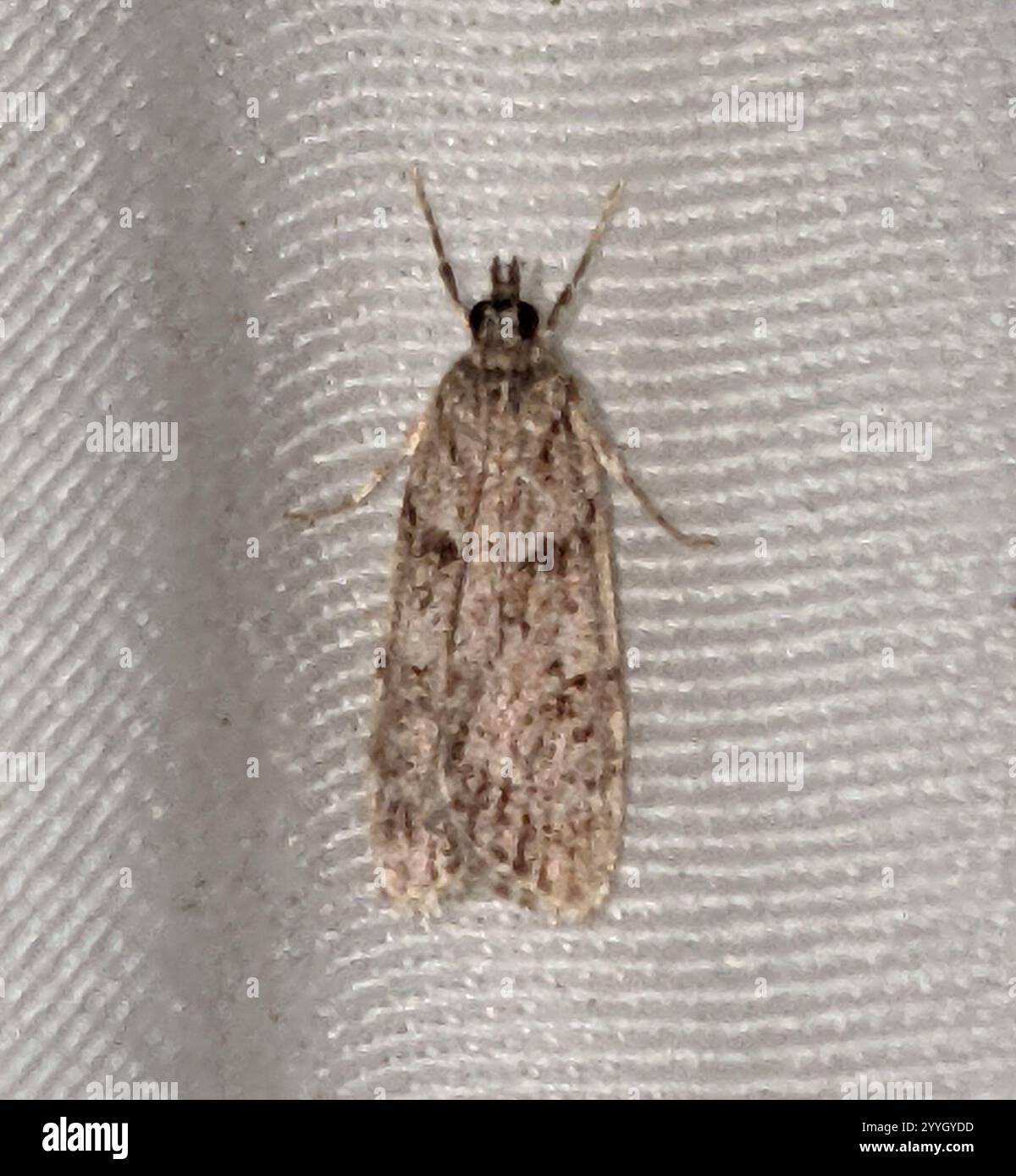 Double-striped Scoparia Moth (Scoparia biplagialis Stock Photo - Alamy