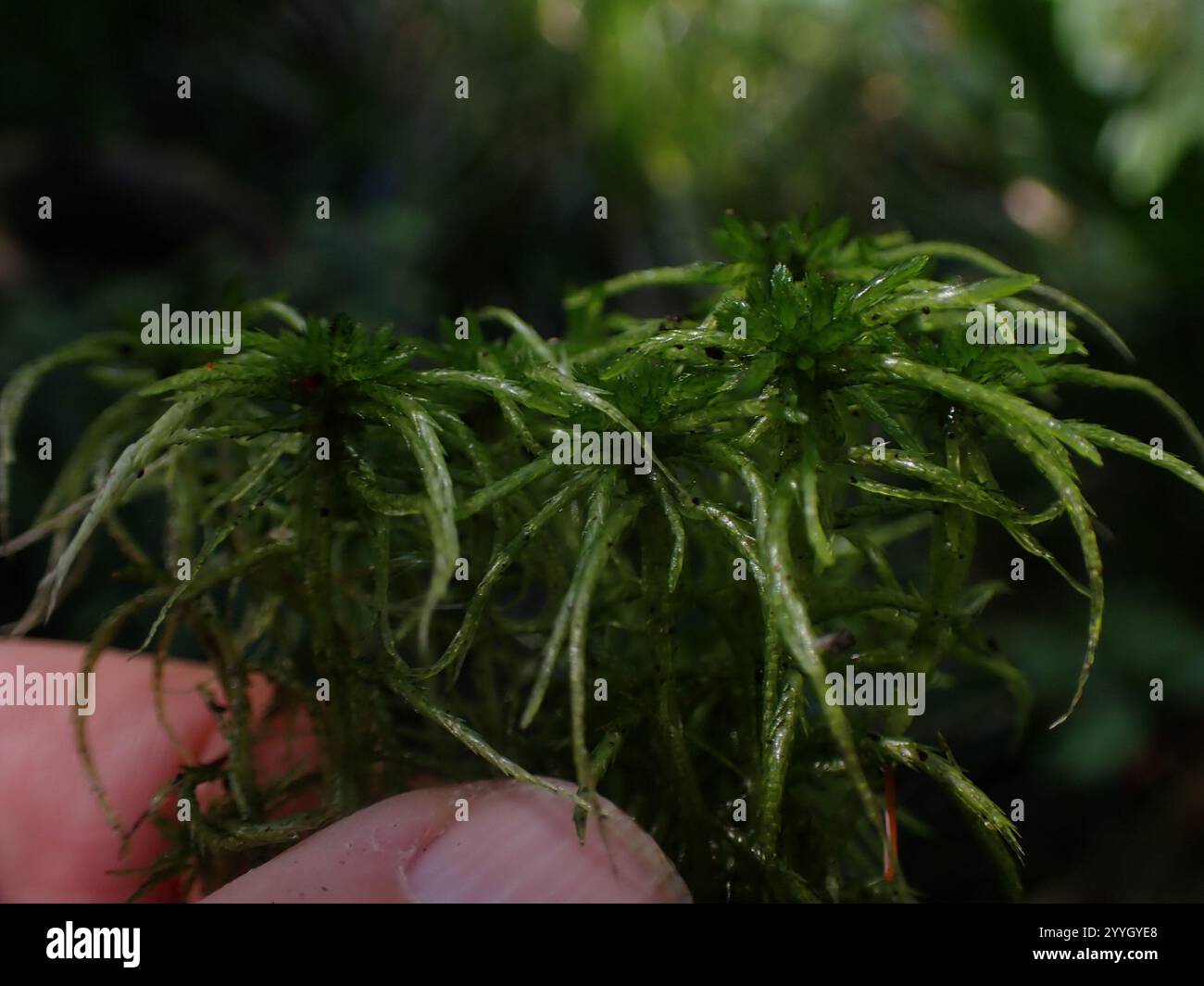 Streamside Sphagnum (Sphagnum riparium Stock Photo - Alamy