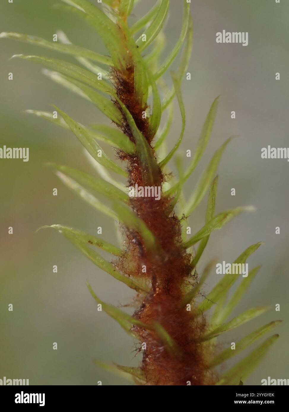 ribbed bog moss (Aulacomnium palustre Stock Photo - Alamy