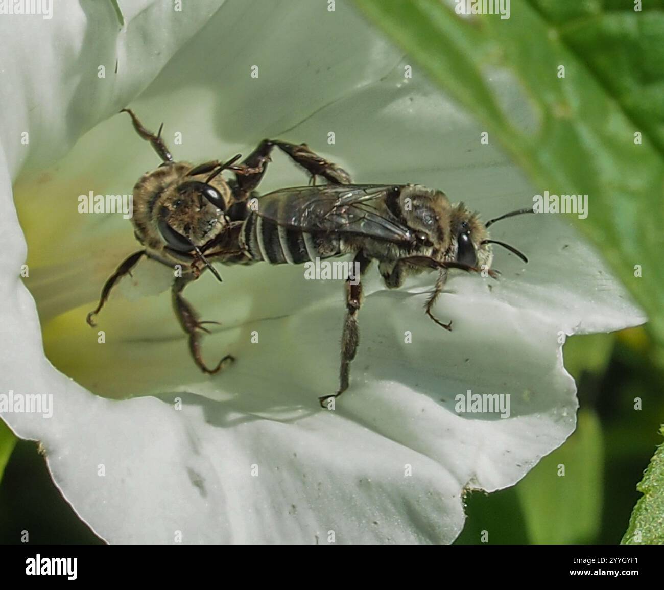 Morning Glory Turret Bee (Melitoma taurea Stock Photo - Alamy
