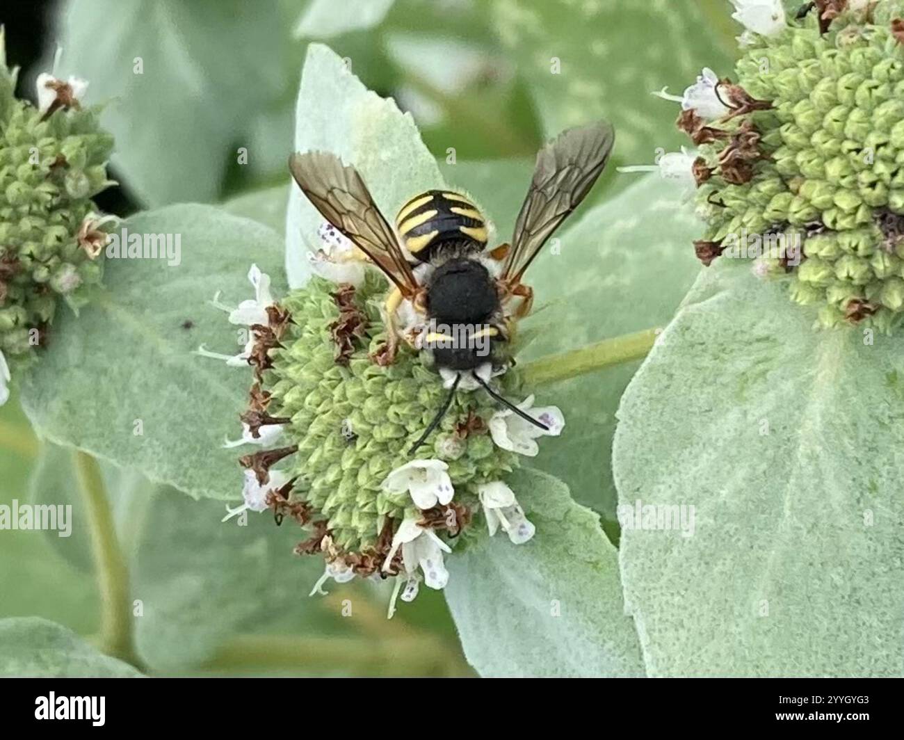 Oblong Woolcarder Bee (Anthidium oblongatum Stock Photo - Alamy